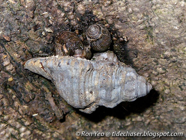 tHE tiDE cHAsER: Murexes, Rock Shells & Drills (Phylum Mollusca: Family ...