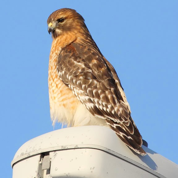 Ecobirder: Red-shouldered Hawk