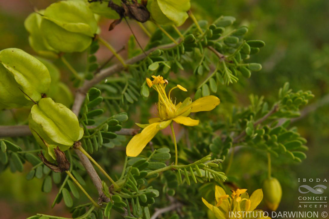 Argentina nativa: Monte negro (Bulnesia schickendantzii)