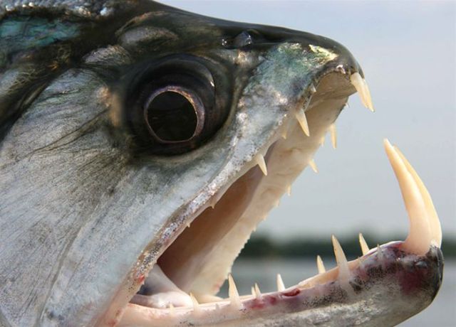 Waiting BD: Top 5 Scariest Fish on River Monsters (17 Pictures)