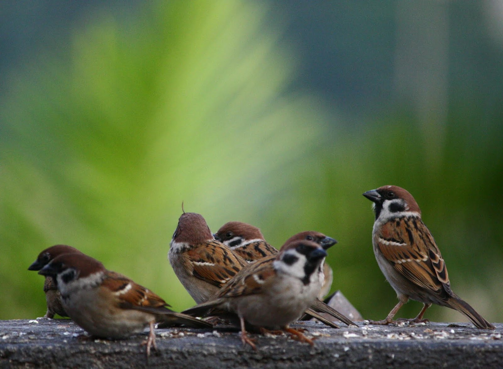 A Voice Of Liberty: The Value Of Sparrows