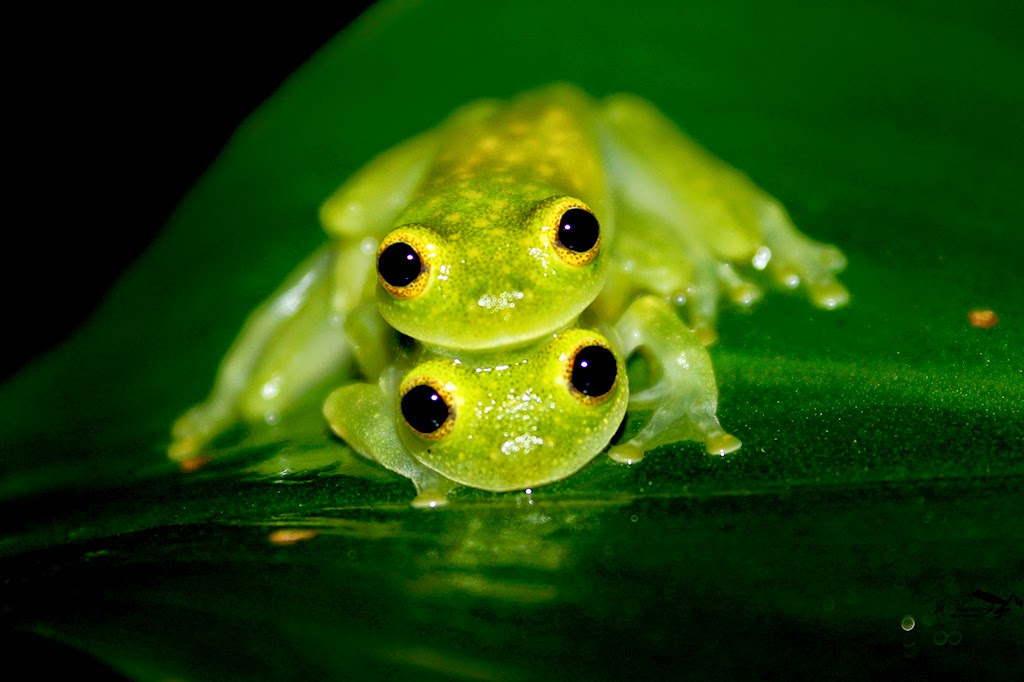 Reproducción en Ranas Cristal: Reproducción de las Ranas de Cristal