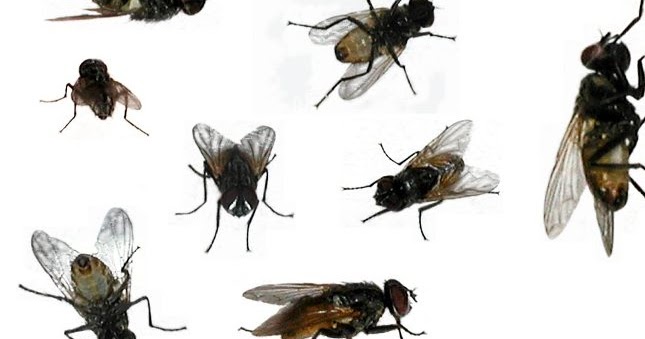 BLOG CAMPESTRE MANCHETE: Diarreia, vômito, febre… são sintomas da ...