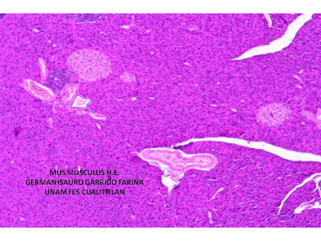 Morfologia e histologia de raton (Mus musculus): MORFOLOGIA E ...