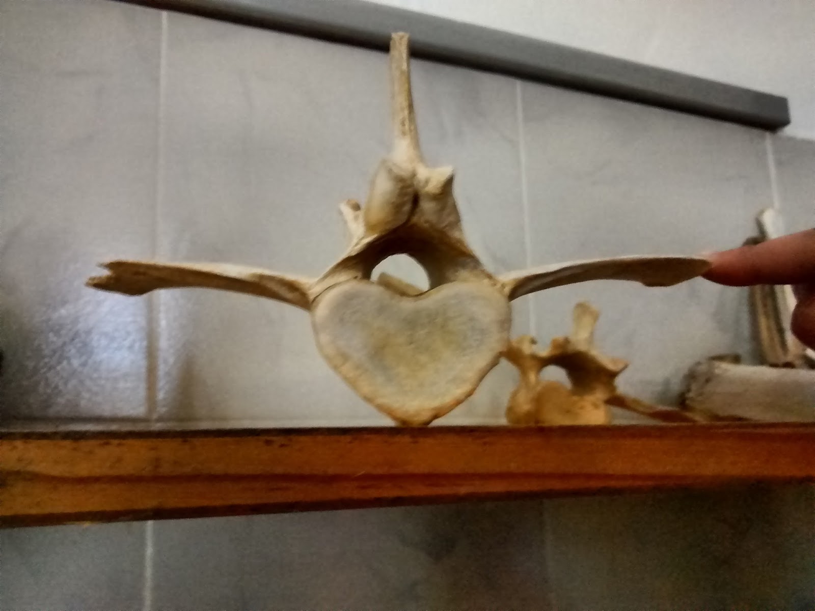 Osteologia canina: Columna Vertebral