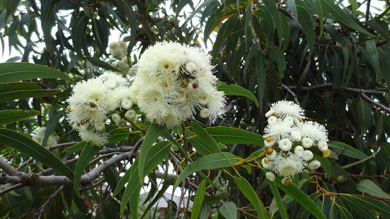 MAP: MELBOURNE STREET TREES 17