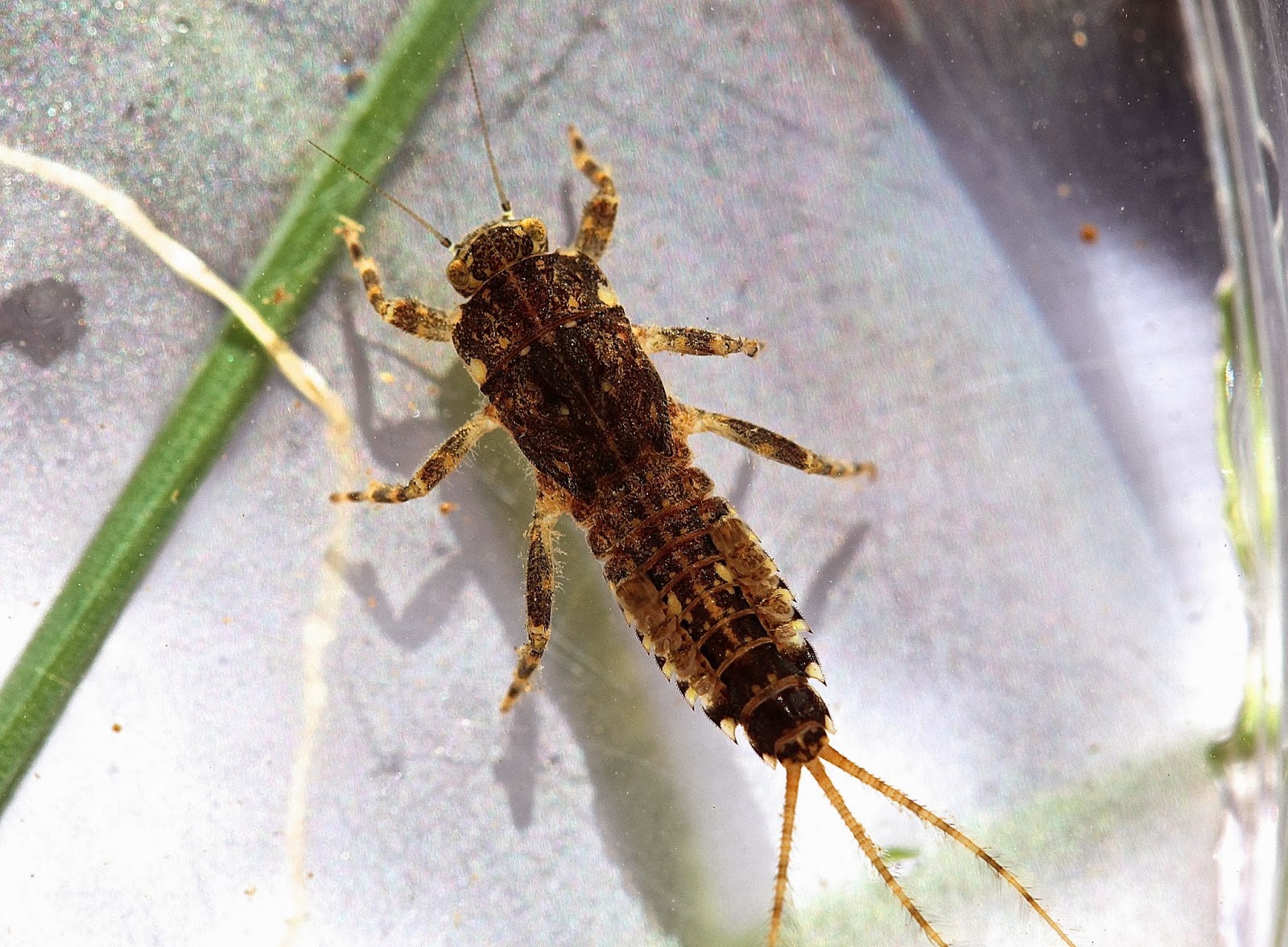 Aquatic Insects of Central Virginia: Ephemerella dorothea spiny ...