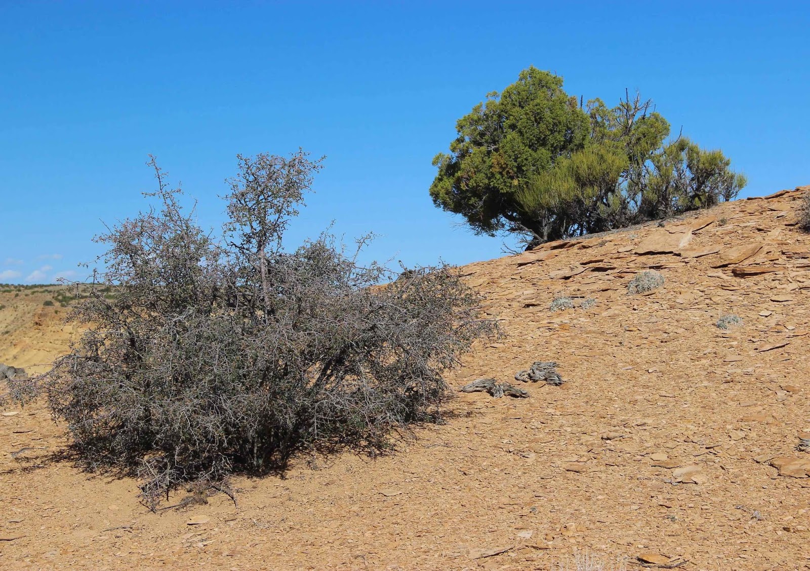 Plants Of Southern Utah