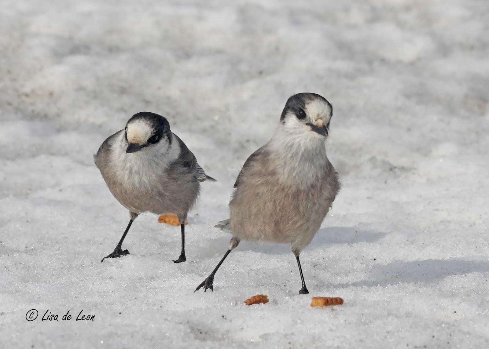 Birding with Lisa de Leon: Canada's New National Bird: The Gray Jay