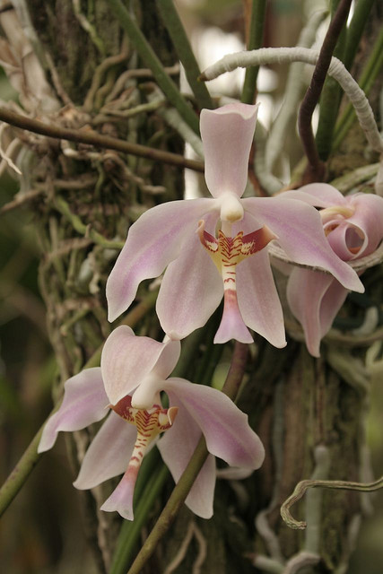 Acine orhideje info: Paraphalaenopsis