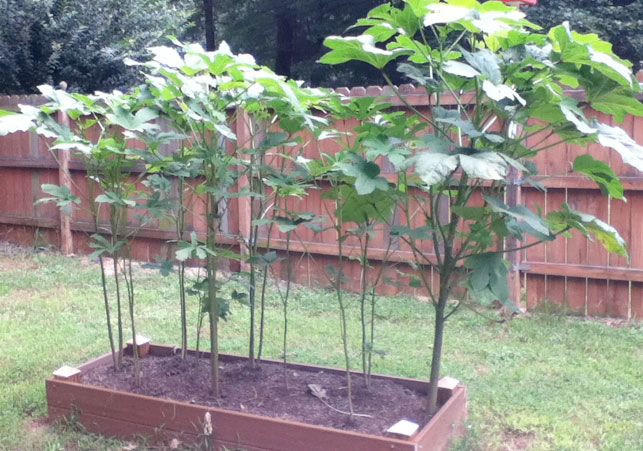 Everyday Finesse: A couple's first gardening experience