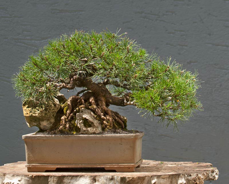 Walter Pall Bonsai Adventures: Scots pine #2