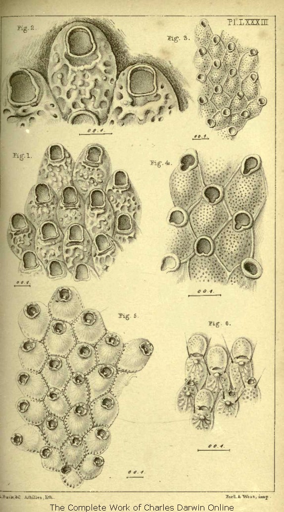 Design Context Year 2: Old Scientific Illustrations