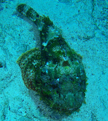 Behind the French Menu: Rascasse - The Scorpion or Sea Robin family of ...