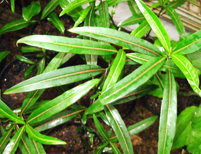 Mari Kita Mengenal Daun Landik. Sejak Jaman Dahulu Daun Landik Terkenal ...