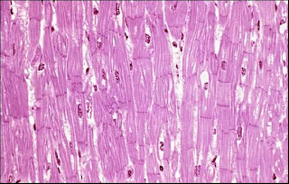 Sistemul Muscular: Sistem Muscular