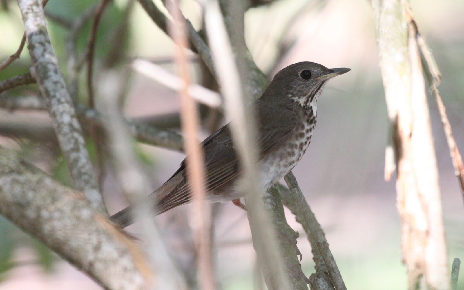 Bird Haiku: Gray-cheeked Thrush