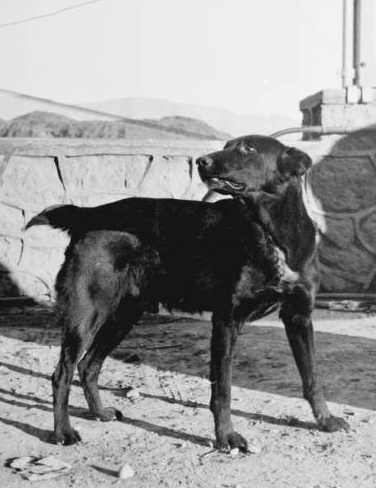 Famous Dogs in History: Nig: The Hoover Dam Mascot