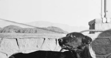 Famous Dogs in History: Nig: The Hoover Dam Mascot