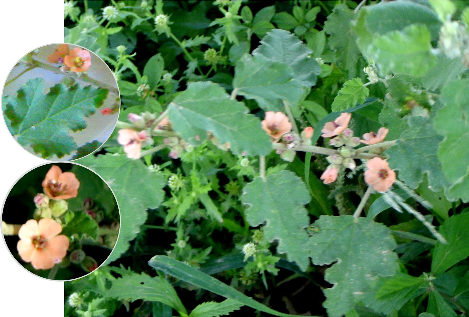 v e r d e c h a c o: Malva blanca / Malvavisco