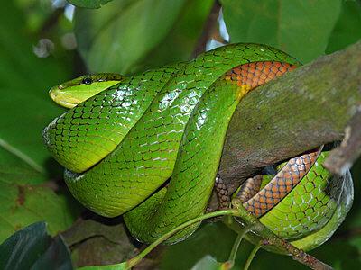 Ular Berwarna Hijau Berekor Merah, Apakah pasti berbisa mematikan ...