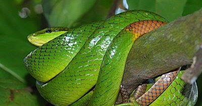 Ular Berwarna Hijau Berekor Merah, Apakah pasti berbisa mematikan ...