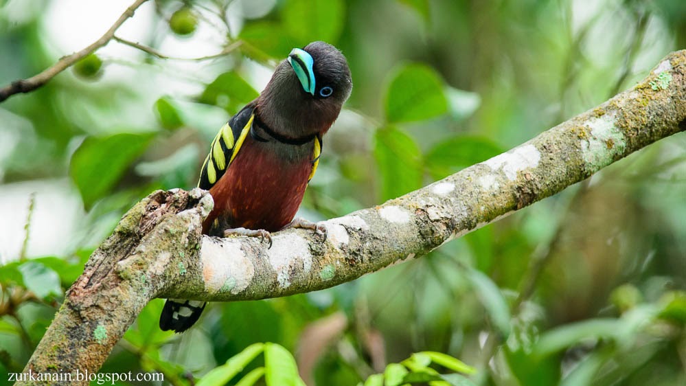 Zul Ya - Birds of Peninsular Malaysia: Banded Broadbill, Black and Red ...