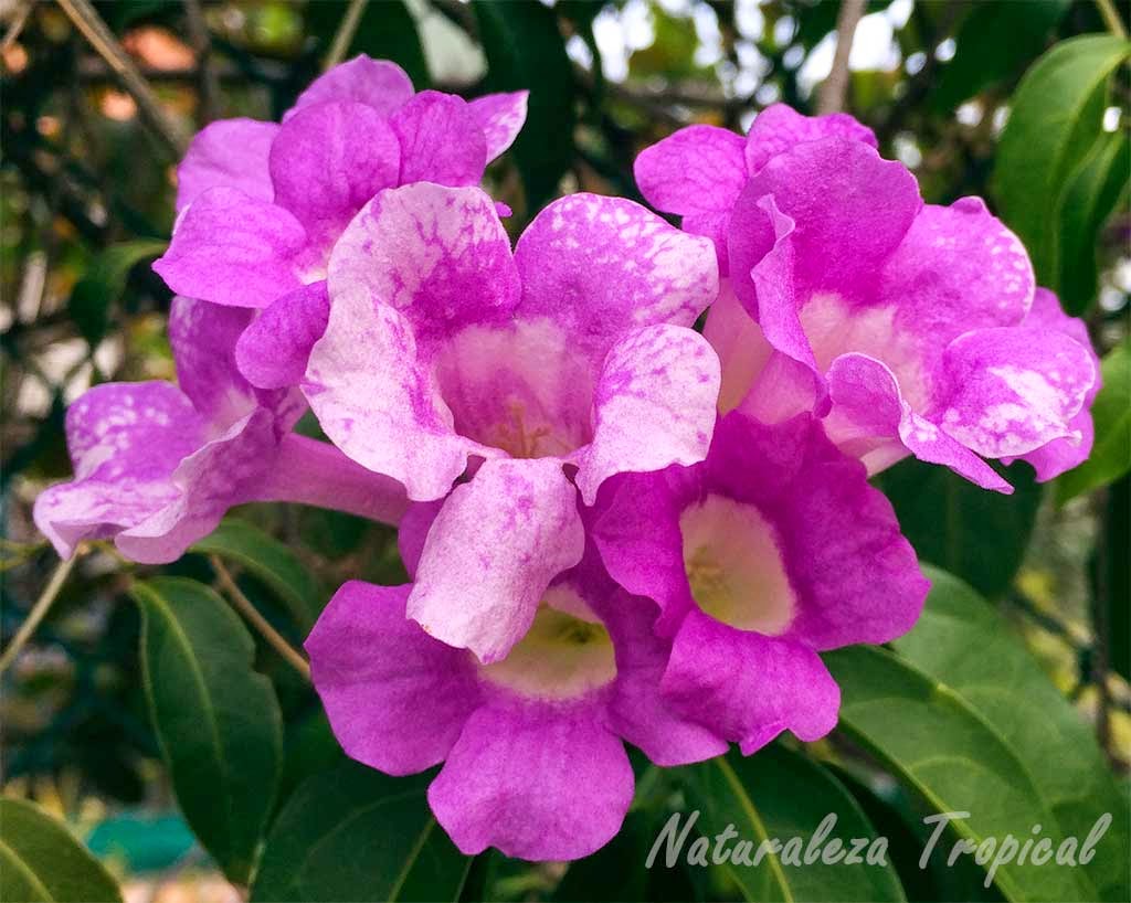 Naturaleza Tropical: El Ajo Sacha o flor de Ajo, Mansoa alliacea.