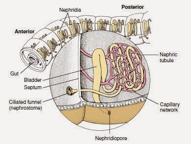 Ciencias de Joseleg: El nefridio de los oligoquetos.