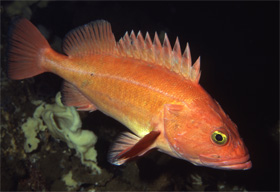 Vitality: heuristic assessing impairment and predicting survival and ...