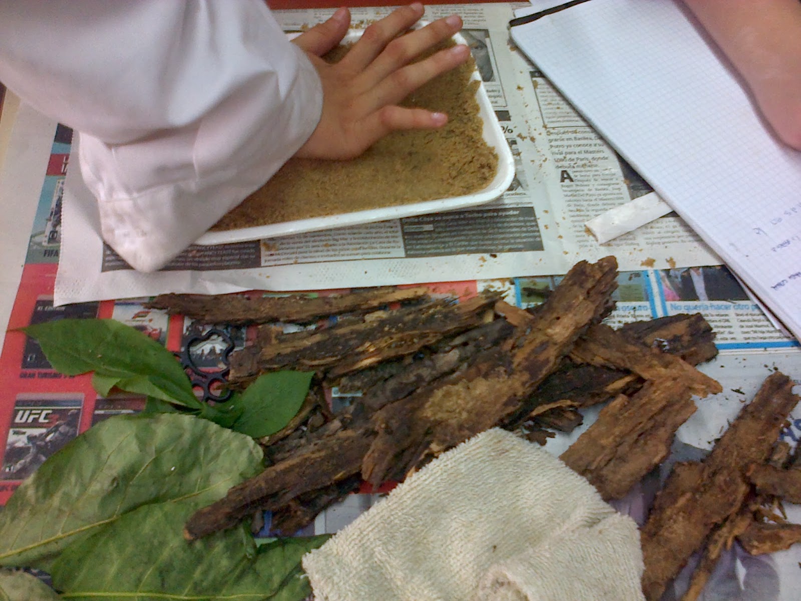 ENS N°1 Sexto grado: ¡Fósiles en el aula de 6to!