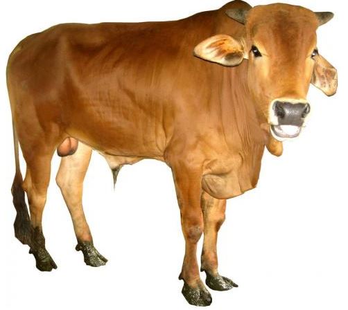 Pengetahuan Umum Tentang Sapi