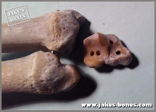 How I rearticulated my badger skeleton, part two : Jake's Bones