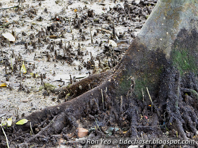 tHE tiDE cHAsER: Api-api Putih (Avicennia alba)