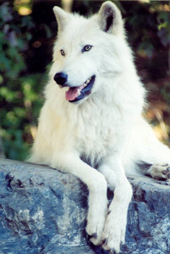 The Wolf in Fiction Books