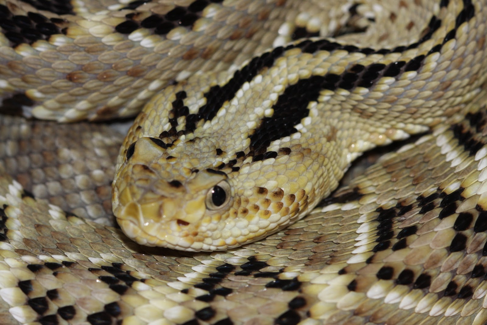 Casa De Cascabel: Crotalus culminatus