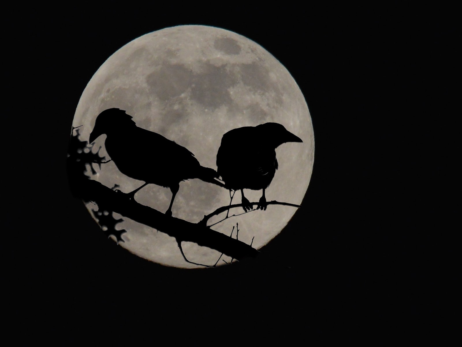 Nature's Realm Wildlife Photography: July 2013