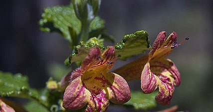 Panisara: Que significa Panisara?