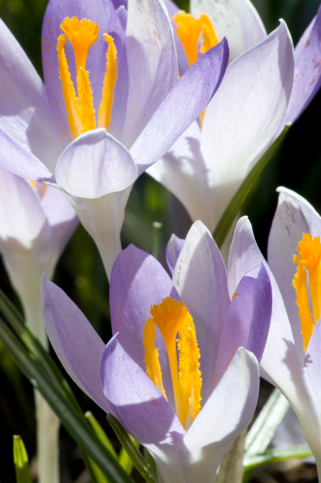 Gallery 54: Waiting for “Real Spring”?