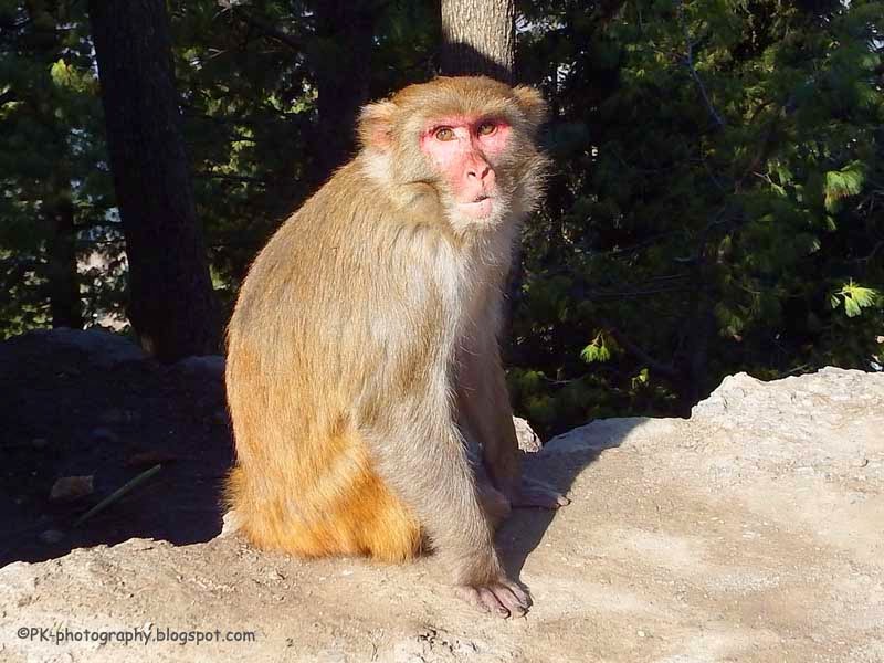 Monkeys in Ayubia | Nature, Cultural, and Travel Photography Blog