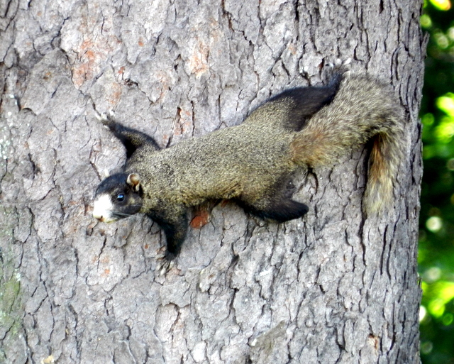 Blue Country Magic: Masked Face Fox Squirrel