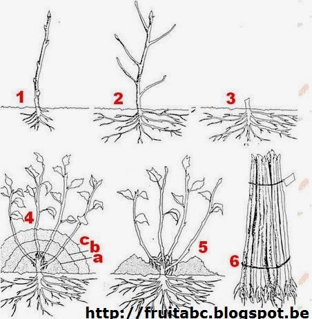 Inheems- en uitheems fruit: Onderstammen eenvoudig vermeerderen met ...