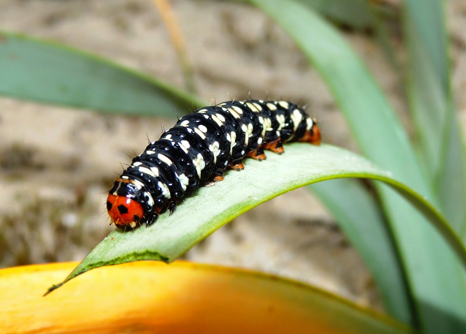 Mariposas y orugas (Volvoretas e eirugas): La oruga es bella ...