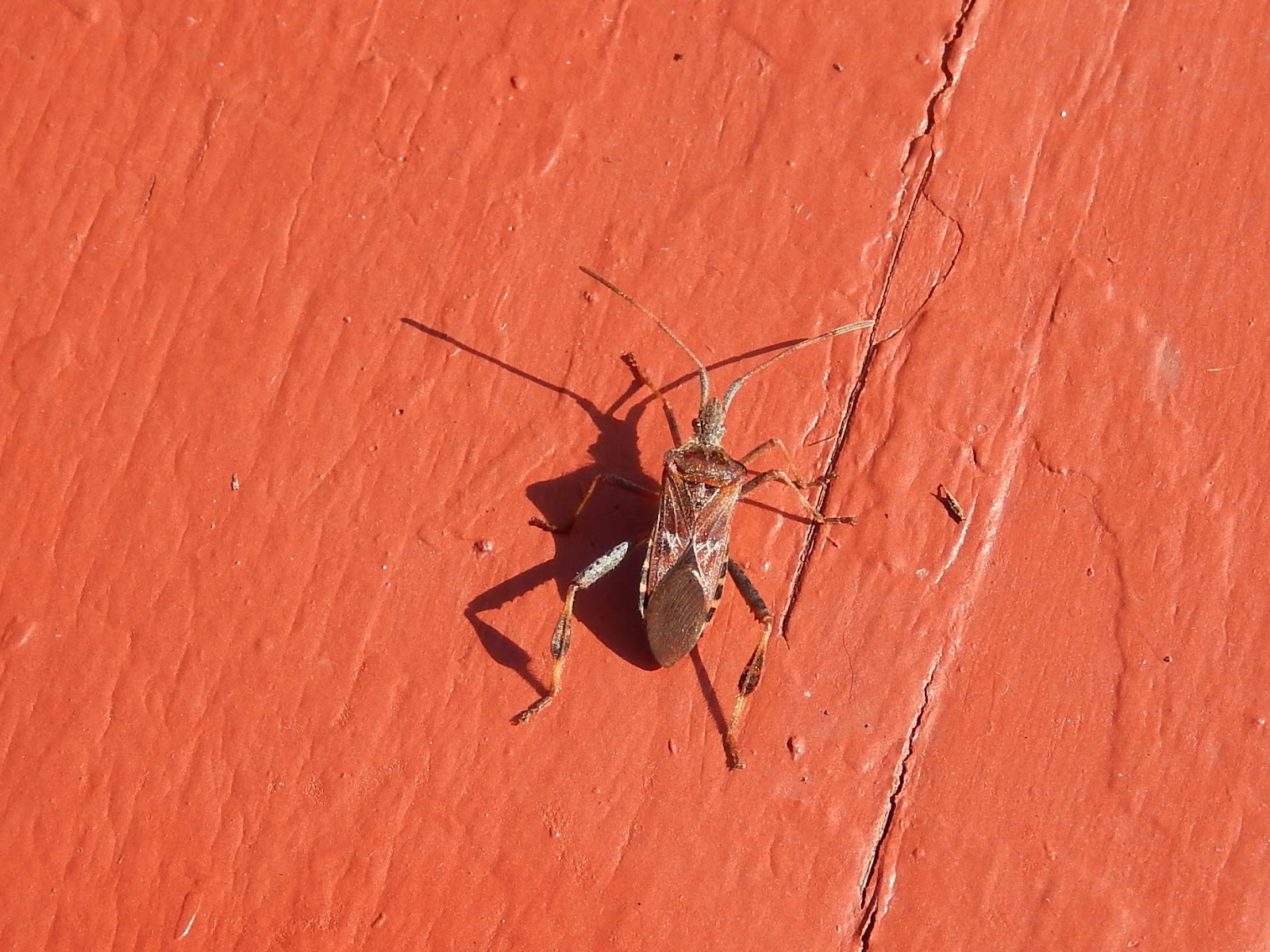 Powell River Books Blog: Coastal BC Insects: Western Conifer Seed Bug