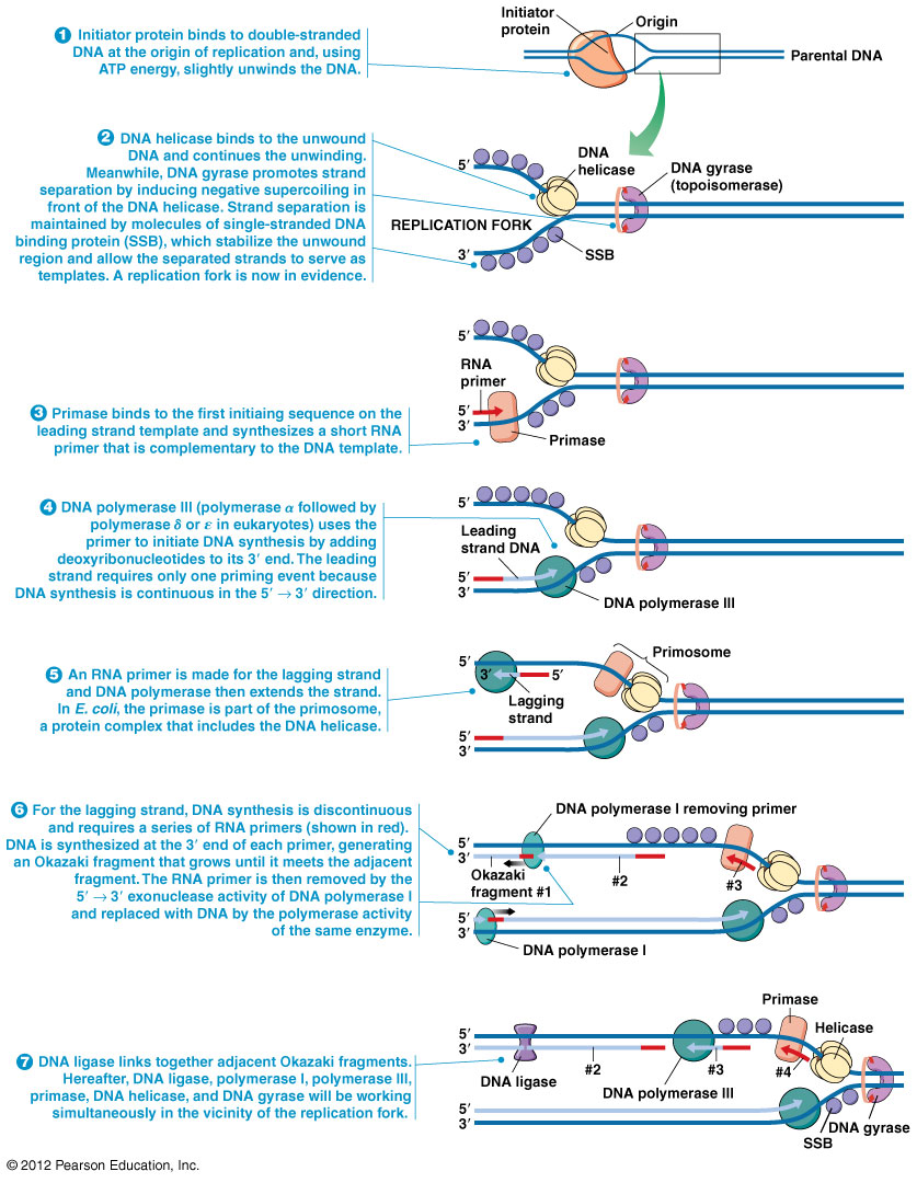 DNA Replication: The Breakdown!!!