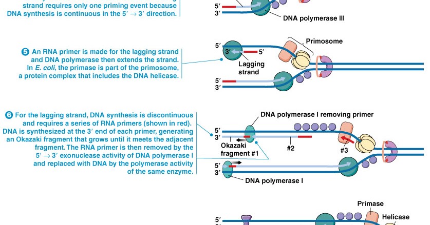 DNA Replication: The Breakdown!!!