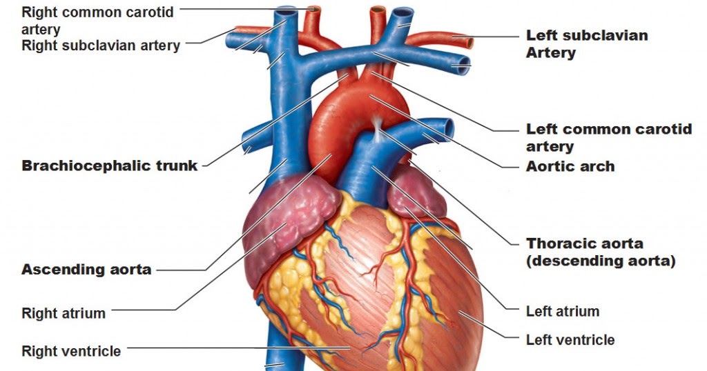 MT Endangerment Sites: 25. Descending Aorta MT Endangerment Sites: 25. Descending Aorta