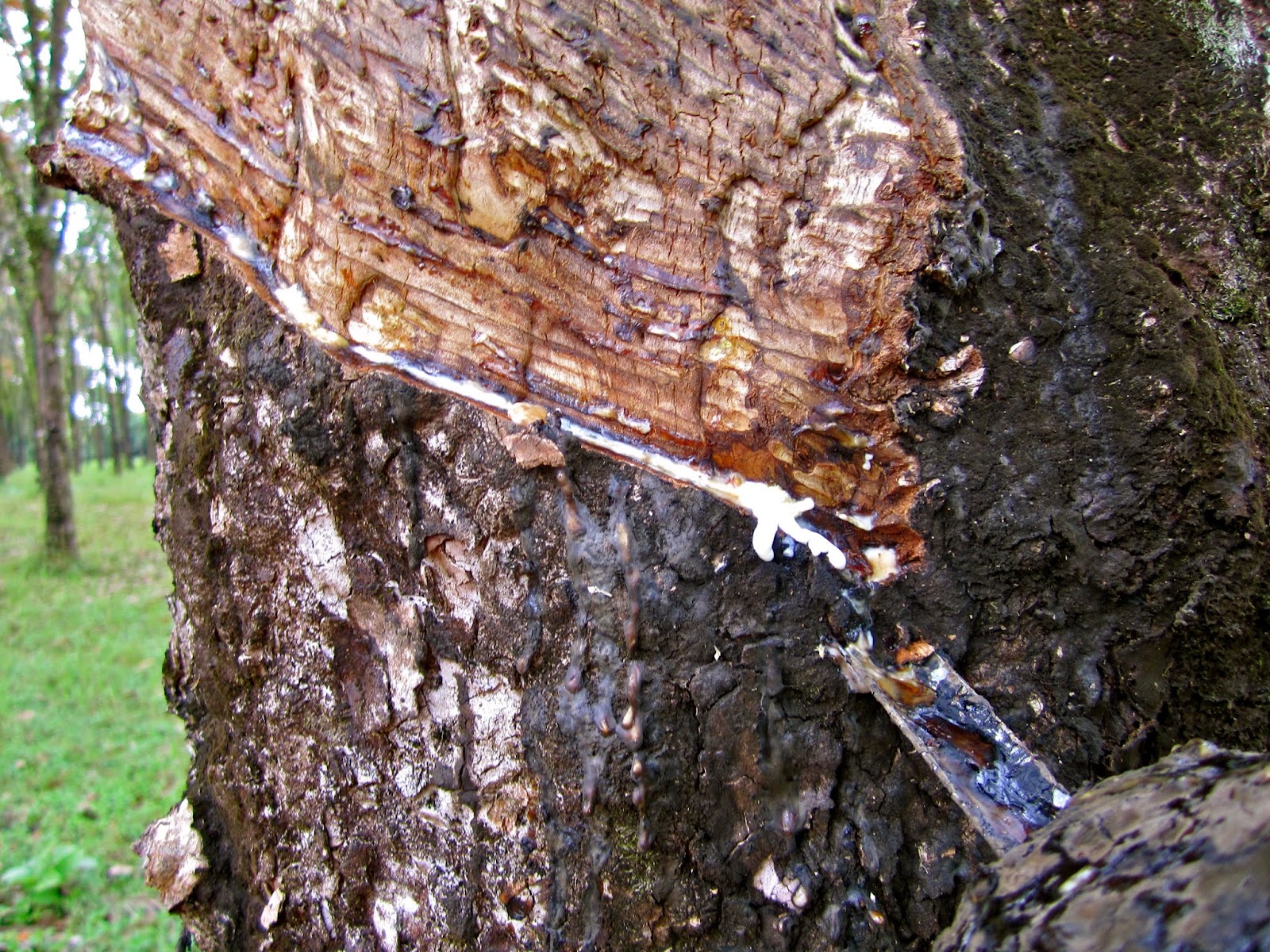 Kupera ja Kovera Aasiassa: Kups&Kops, Khao Lak Thaimaa, day 41