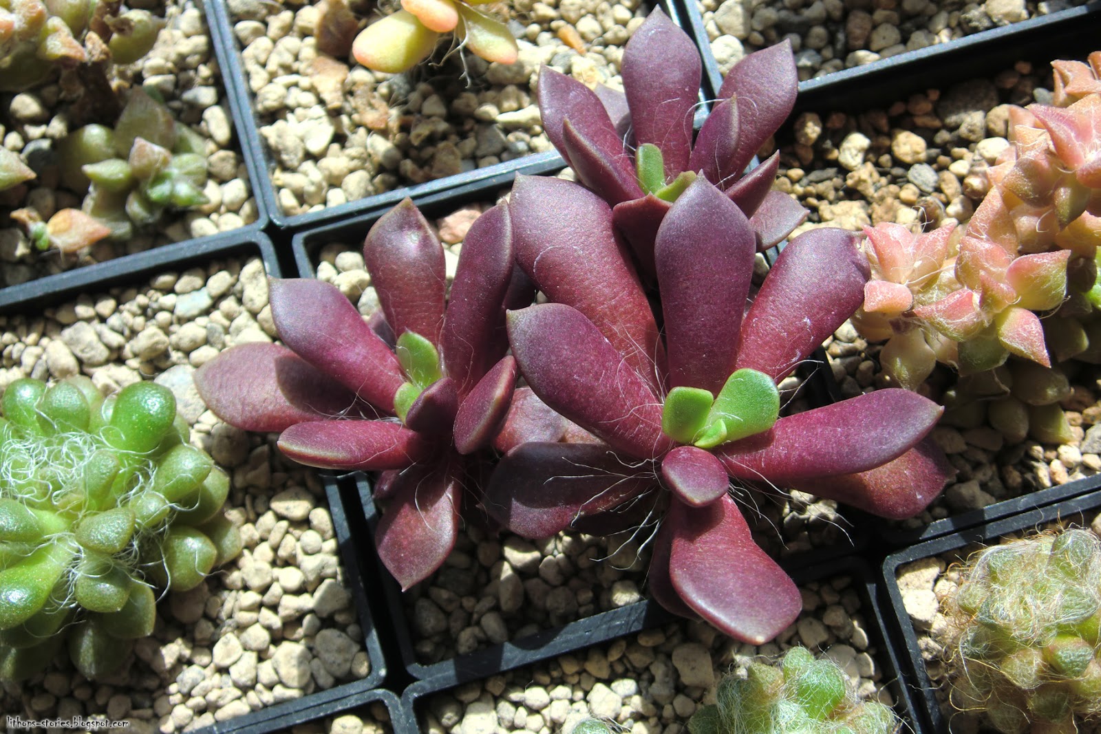 Lithops Stories: Last year's Anacampseros seedlings still kicking (35 pics)