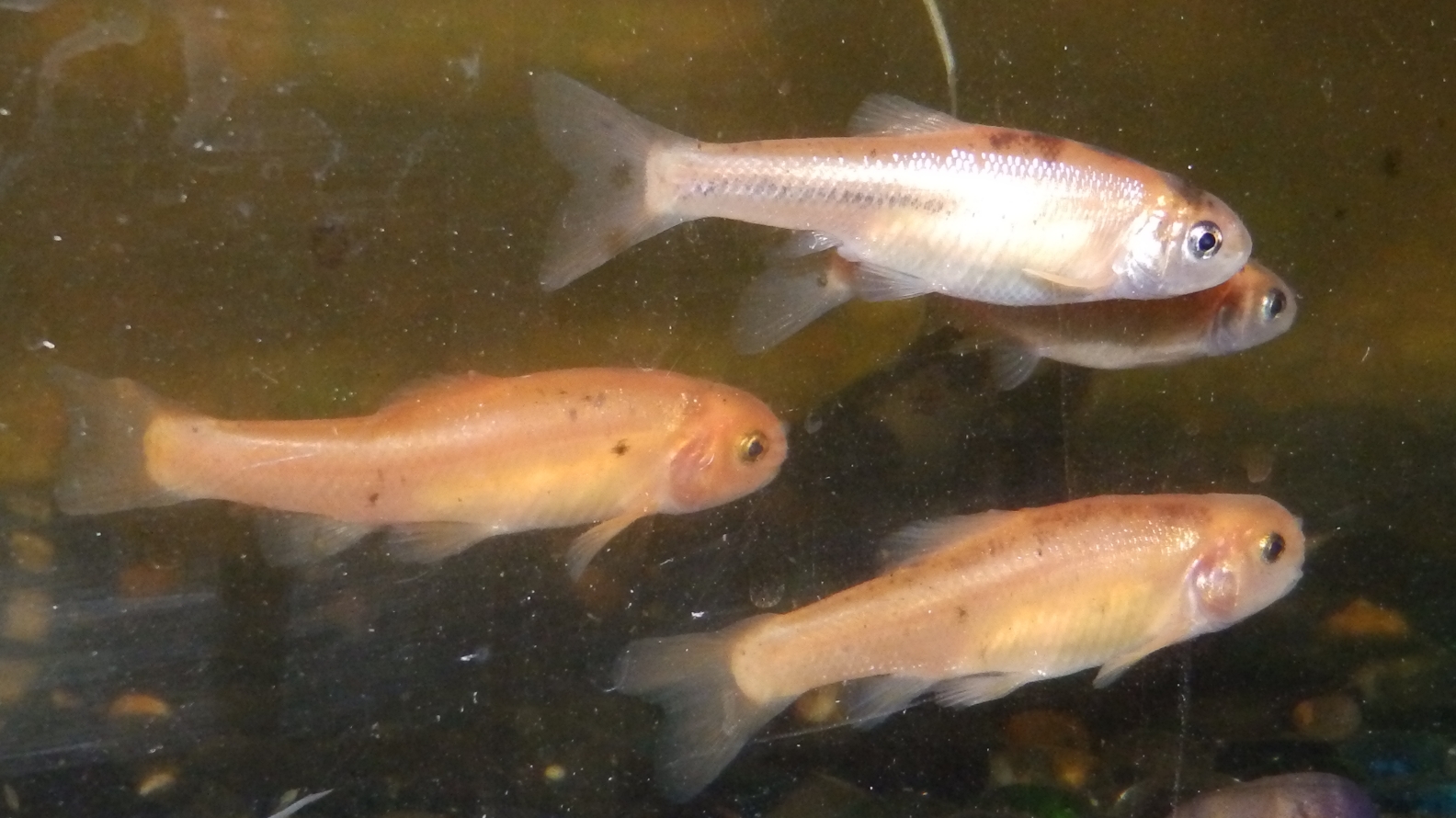 Reptiles Amphibians & Fish: GOLDEN FATHEAD MINNOWS